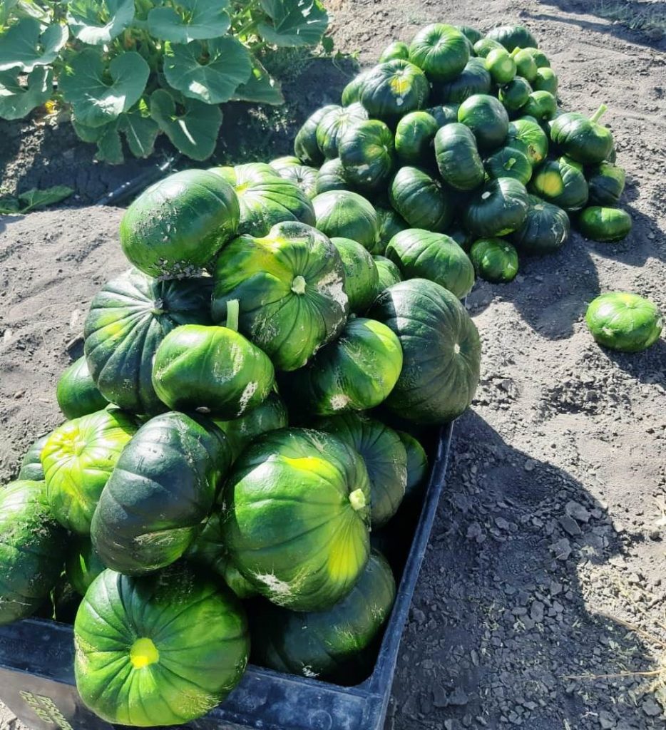 zapallos – Municipalidad de Trelew